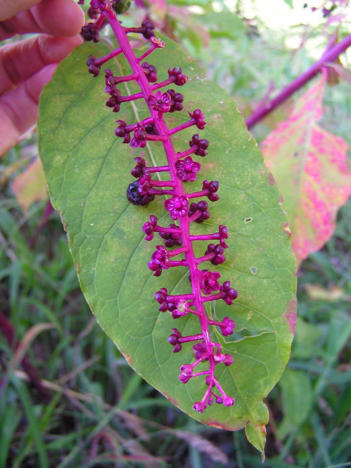 A Satisfying Life: Polka-berry Ink