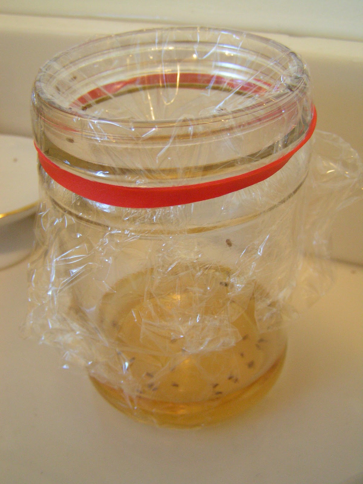 A Satisfying Life: Fruit Fly Trap