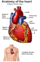 The heart: How Does The Heart Work?