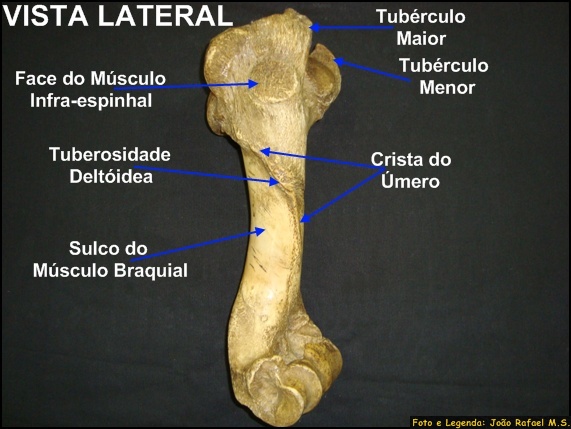 Cow femur tibia metatarso - pnabalance