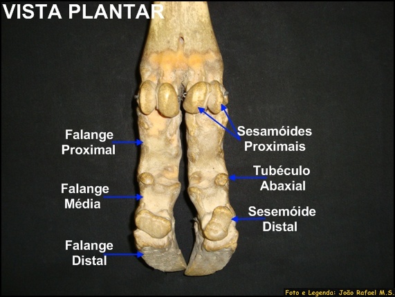 Monitoria de Anatomia Veterinária UFPA