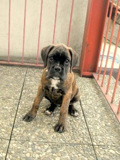 Animali Smarriti o Trovati: Lombardore (TO): scomparsa cucciola di ...