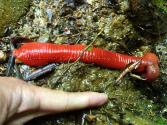 we love nature and wildlife!: The Giant Red Leech Of Mount Kinabalu ...