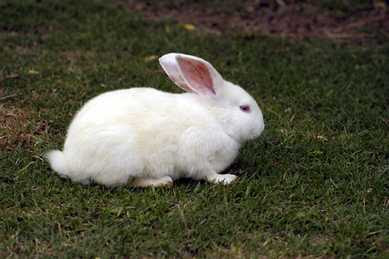 conejos la pradera