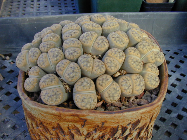 Houseplant Care Guides: Lithops 101