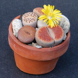 Houseplant Care Guides: Lithops 101