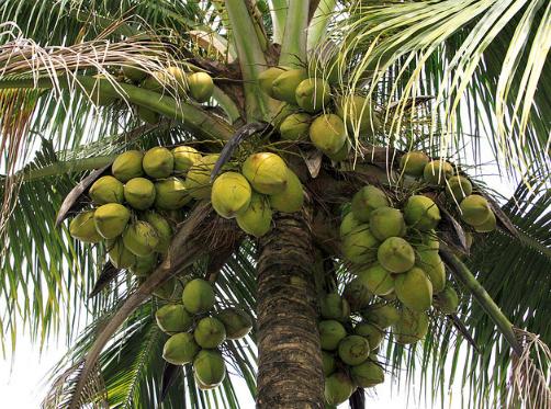 Malayalam Images: kerala 's own Coconut Tree