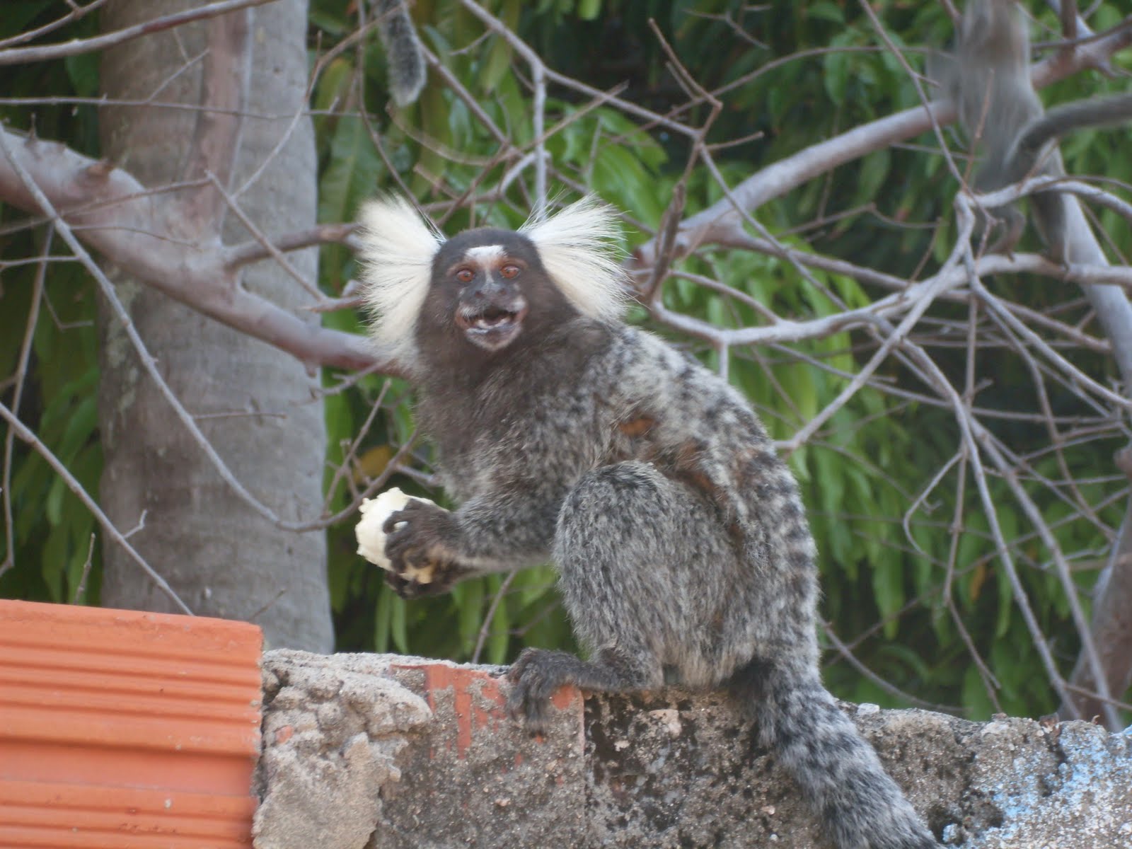 Professor Aristides: Soim em Paracuru