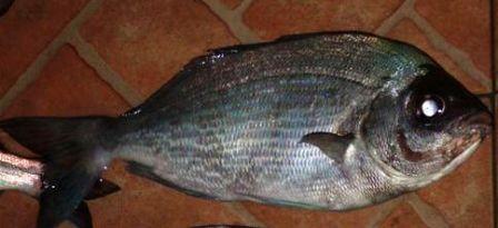 Pesca Aqui: Especies Capturadas