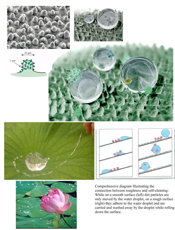 0.2: biomimicry follow-up