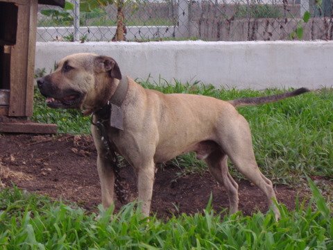 The Home of Belizean Boys Kennels: Ch. Wildside's Dynamite 4XW 1XL