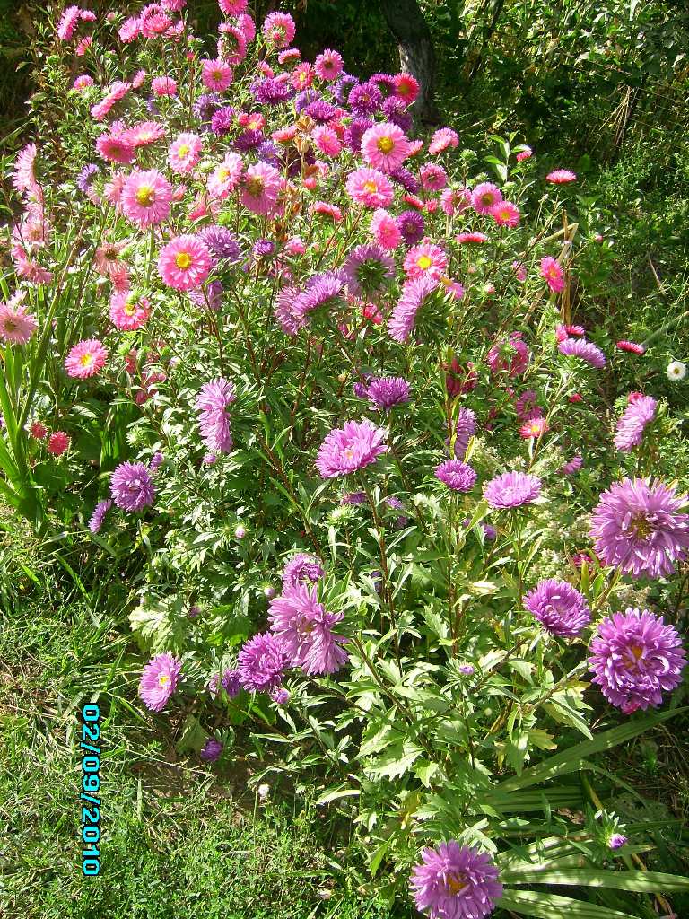 Jurnal de drumeţii....: Flori luna septembrie.