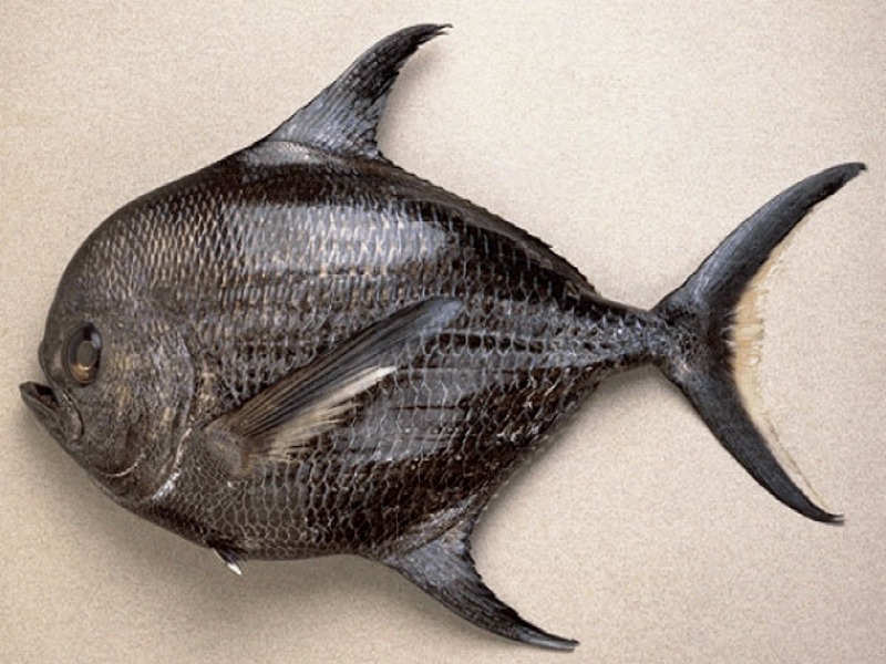 To try or do something new - EVERY DAY!!!: Day 110 - Monchong (Pomphert ...