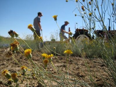 Southwestern Exposure: Harvesting Navajo Tea
