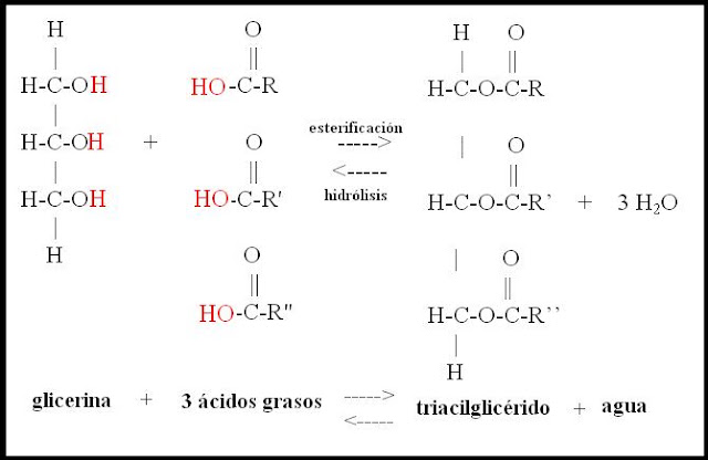 Proyecto Biología Aplicada 2º Bachillerato: 2ª Evaluación