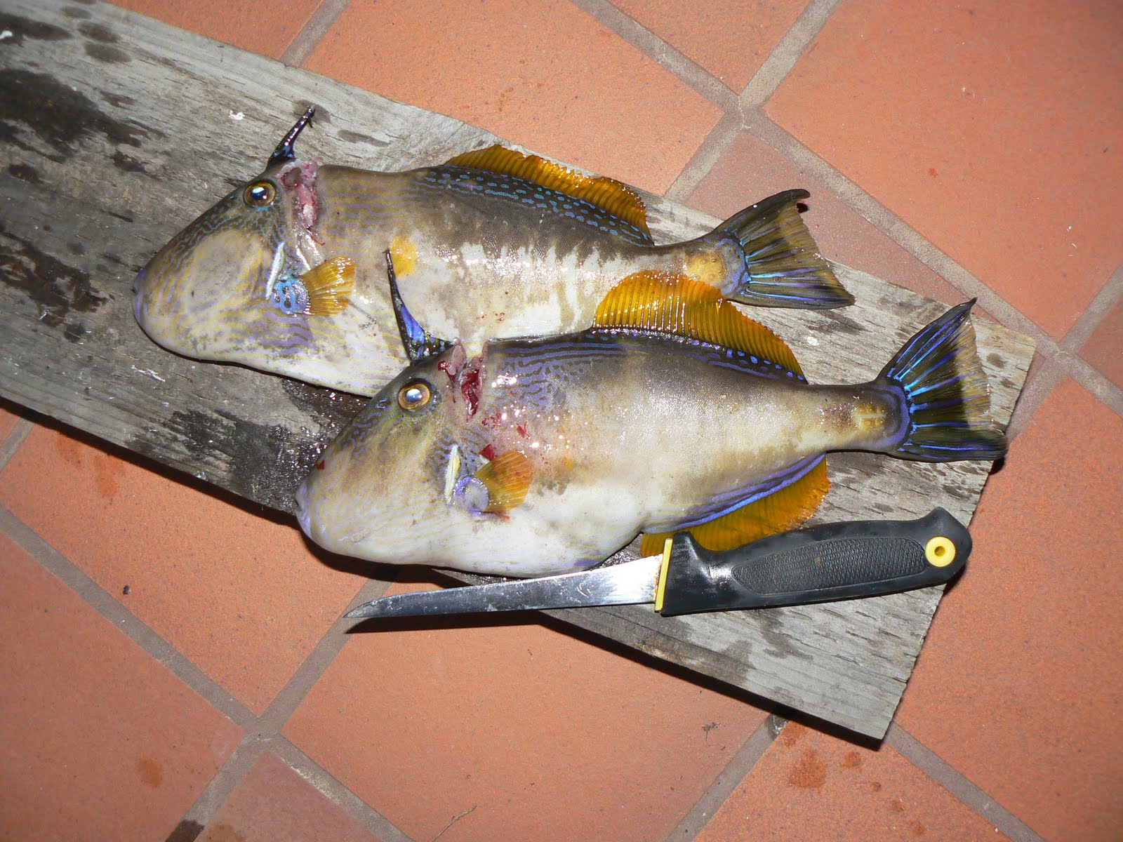 Fishing Australia Crew: Another day on the Tinny
