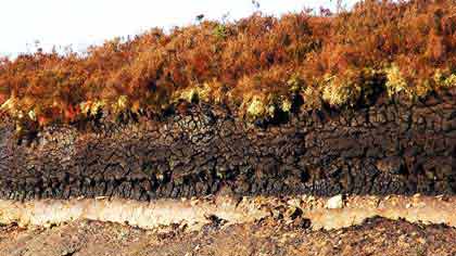 Whisky Science: Peat