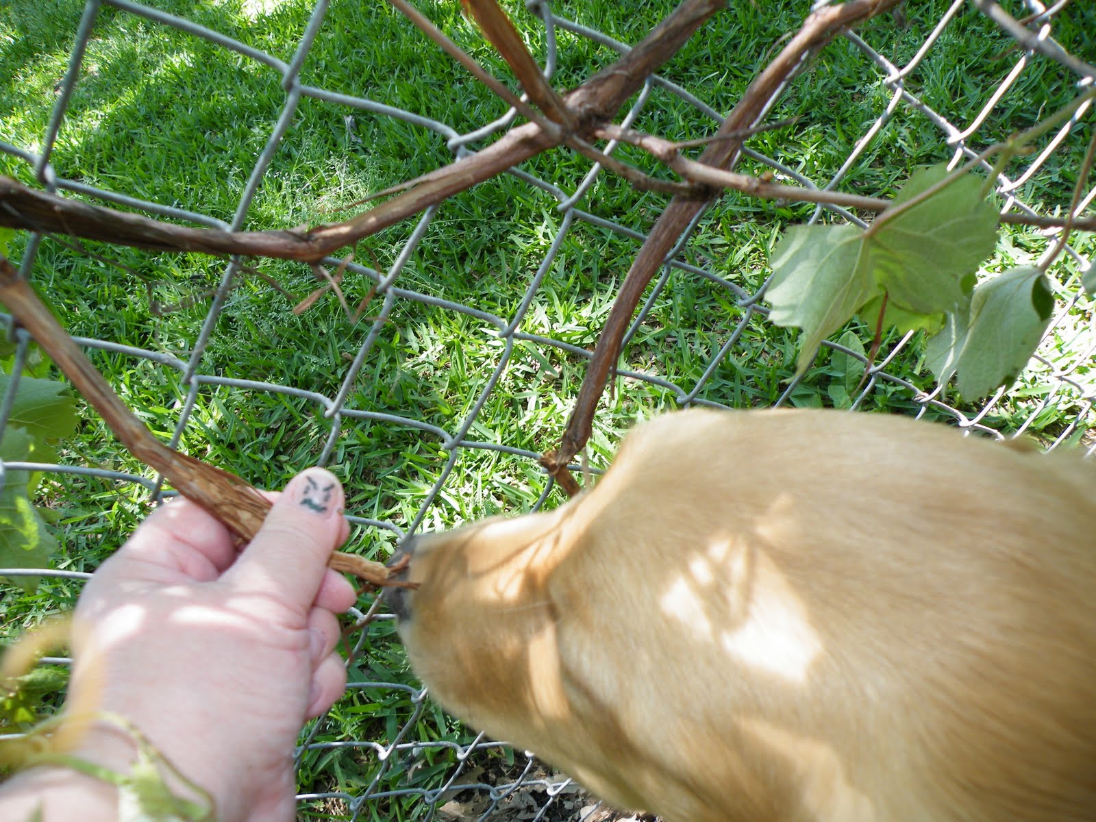 The "Gan"-"Green Thumb"