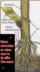 Turma 304: Morfologia das angiospermas