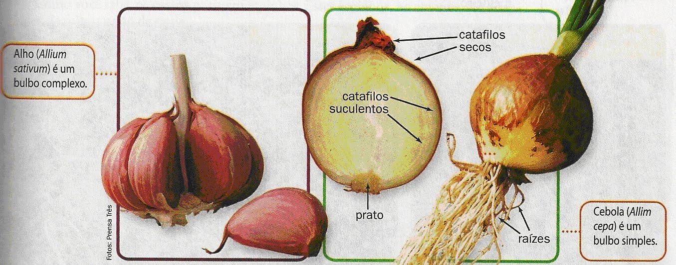 Turma 304: Morfologia das angiospermas