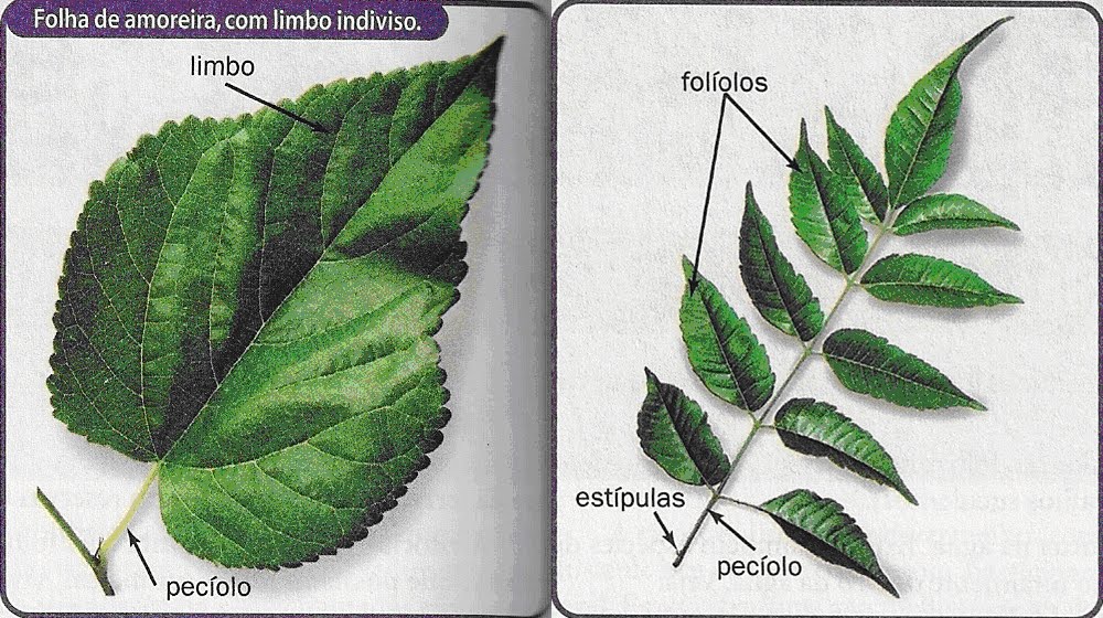 Turma 304: Morfologia das angiospermas