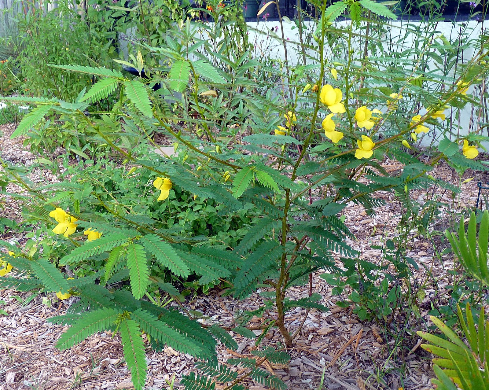My Florida Backyard: Yellow Days