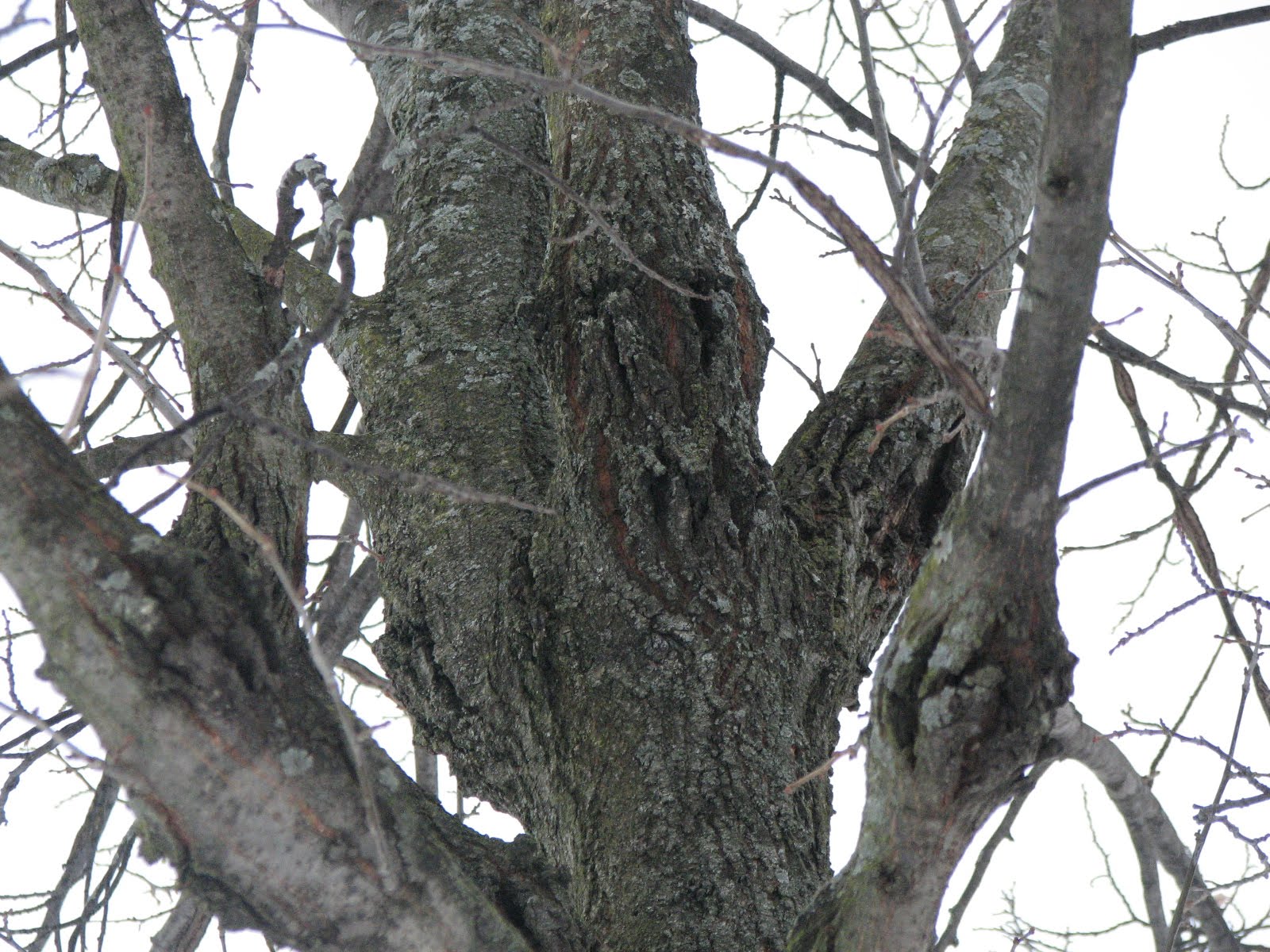Skokie Country Club Golf Course Management: Tree Management Activities