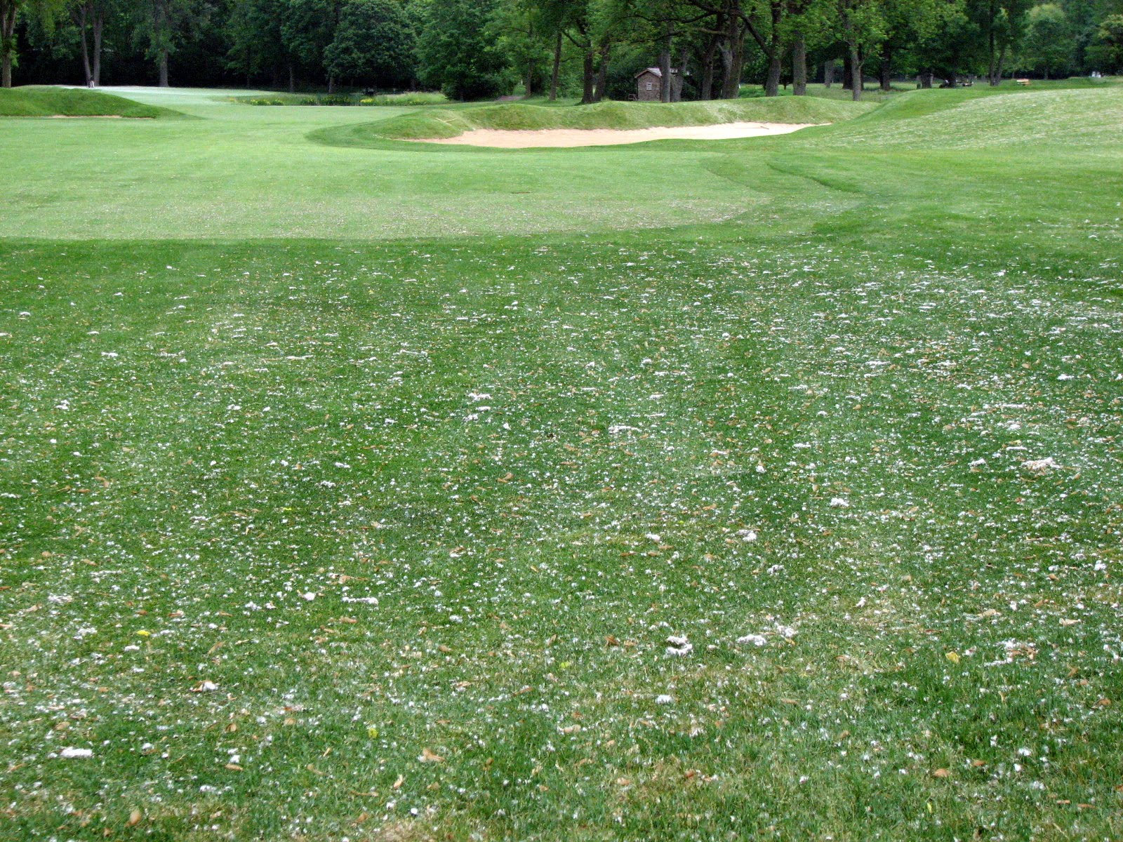 Skokie Country Club Golf Course Management: A Word about our Rough