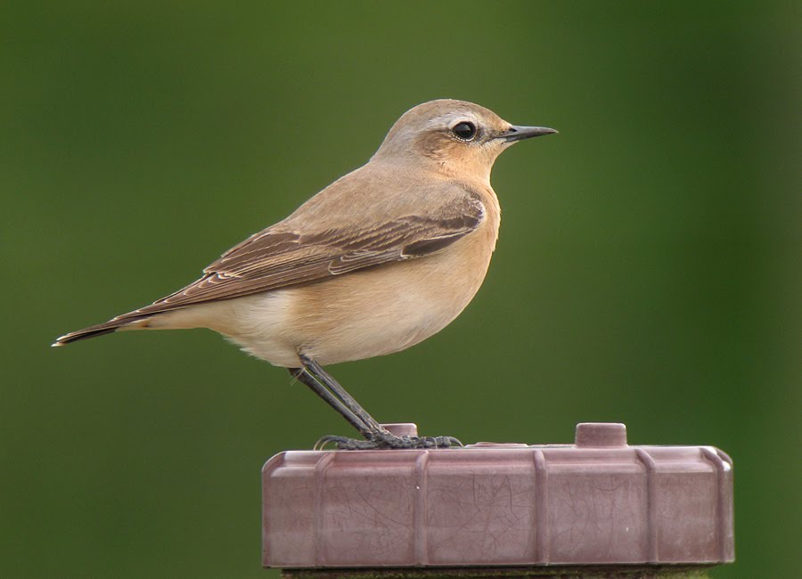 Weedon's World of Nature: Wheatear (female) at Swaddywell