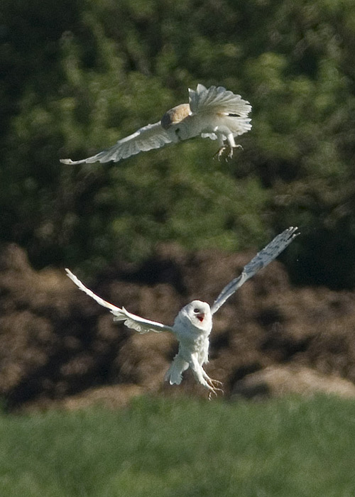 Weedon's World of Nature: Barn Owl Battle