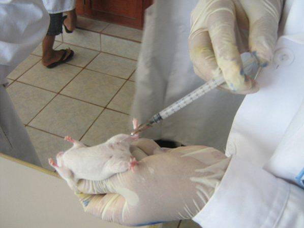 Taller de Animales: Vìa intramuscular y Vìa Intraperitoneal