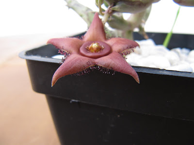 La belleza es subjetiva: Orbea paradoxa ssp woodi