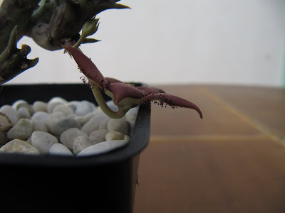 La belleza es subjetiva: Orbea paradoxa ssp woodi