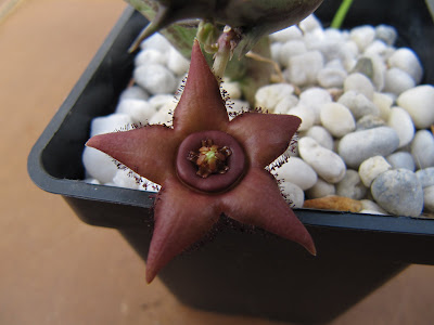 La belleza es subjetiva: Orbea paradoxa ssp woodi