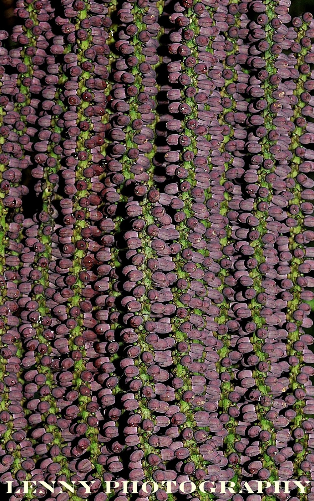 Lenny-Photography: Gunung Nuang, Hulu Langat, Selangor MALAYSIA