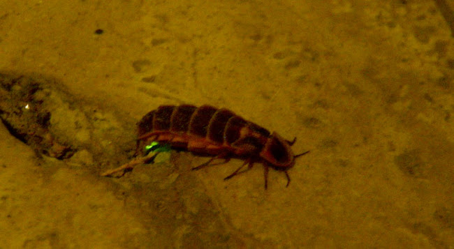 acaib-ül mahlukat: ateşböceği ercan