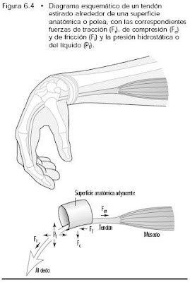 Los tendones como estructuras | Salud y Seguridad Industrial
