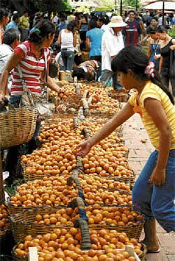 El achachairú de Porongo se abre a mercados del interior | AGRONOMIA