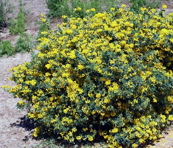 Plant Writings from Box Court: Brilliant even on the darkest winter day.