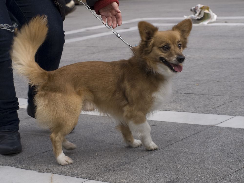 mispequeñosgigantesde4patas-2: SOS JEREZ, CADIZ-X PEKINES Que REGALAN ...