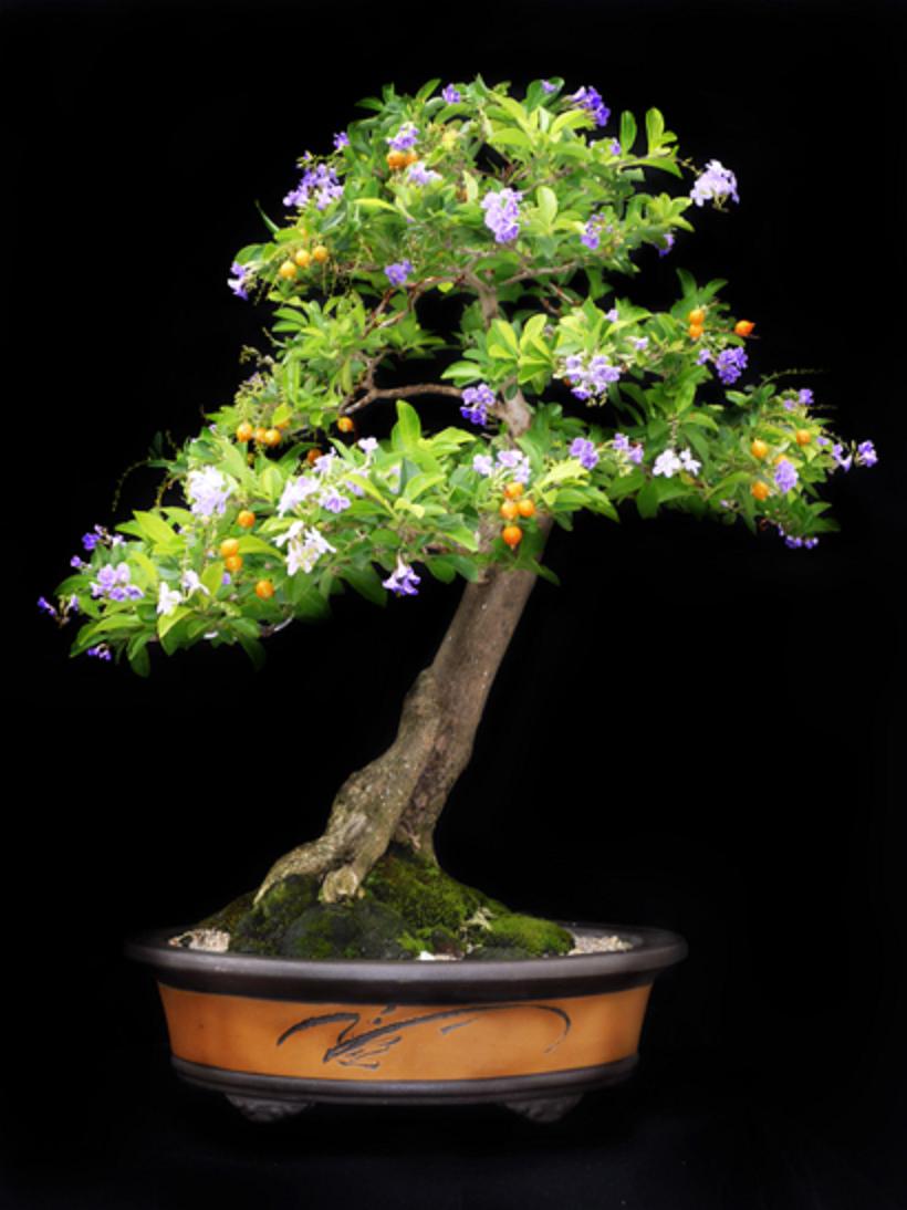 ROBERTO ROTONDO: Duranta