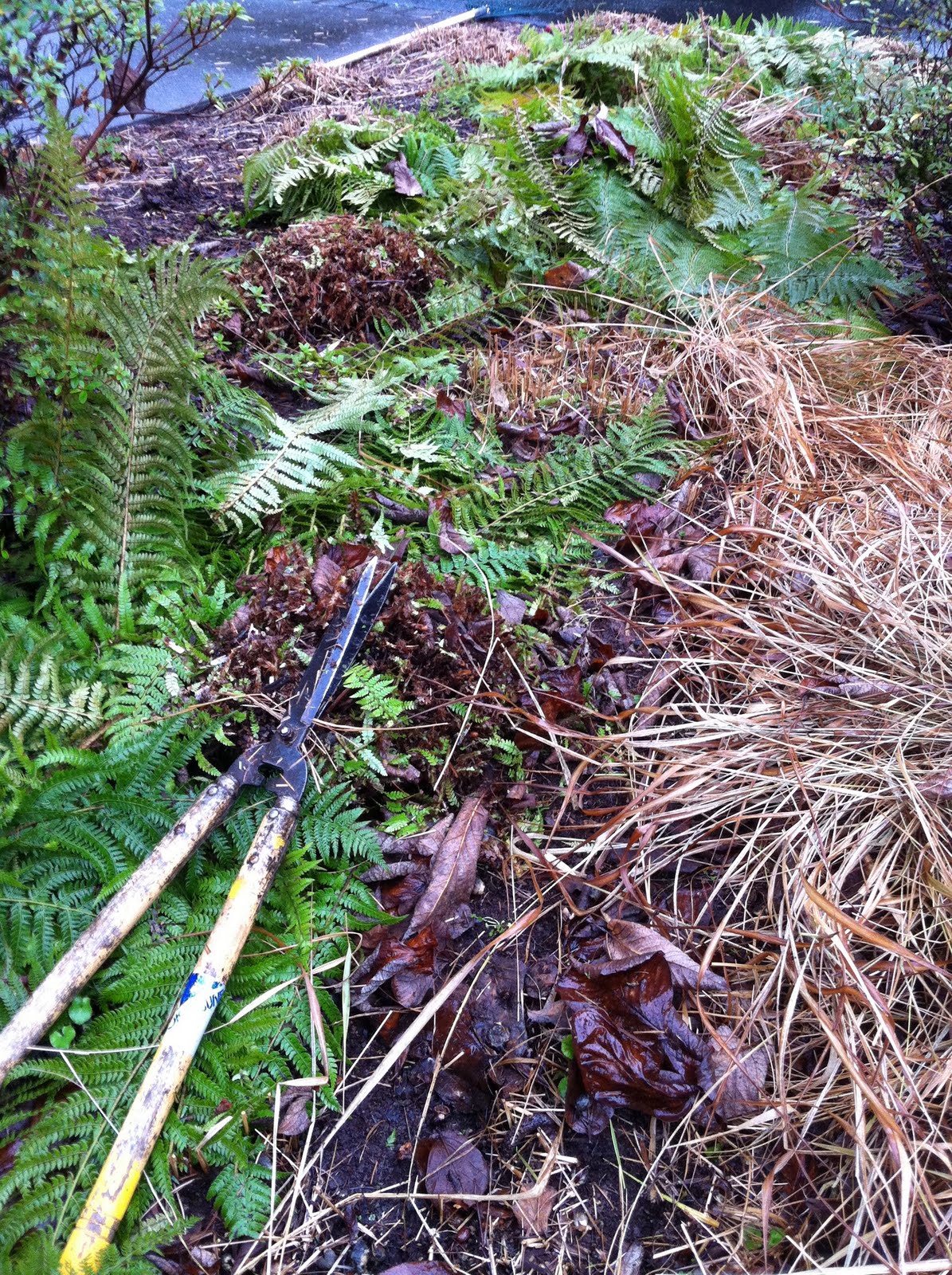 Native Root Designs: A time for shears