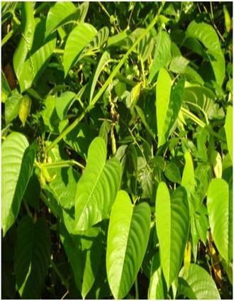 Herbario virtual I.E.C: BADEA