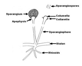 ISHARMANTO - BIOLOGI GONZAGA: JAMUR /FUNGI