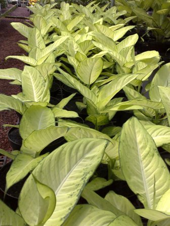 Degasy Nursery: dipen