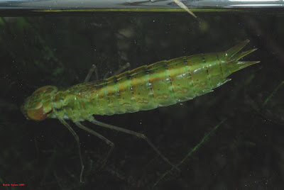Creatures Big & Small: Anax guttatus (Hairy Emperor); Aeshnid Larva