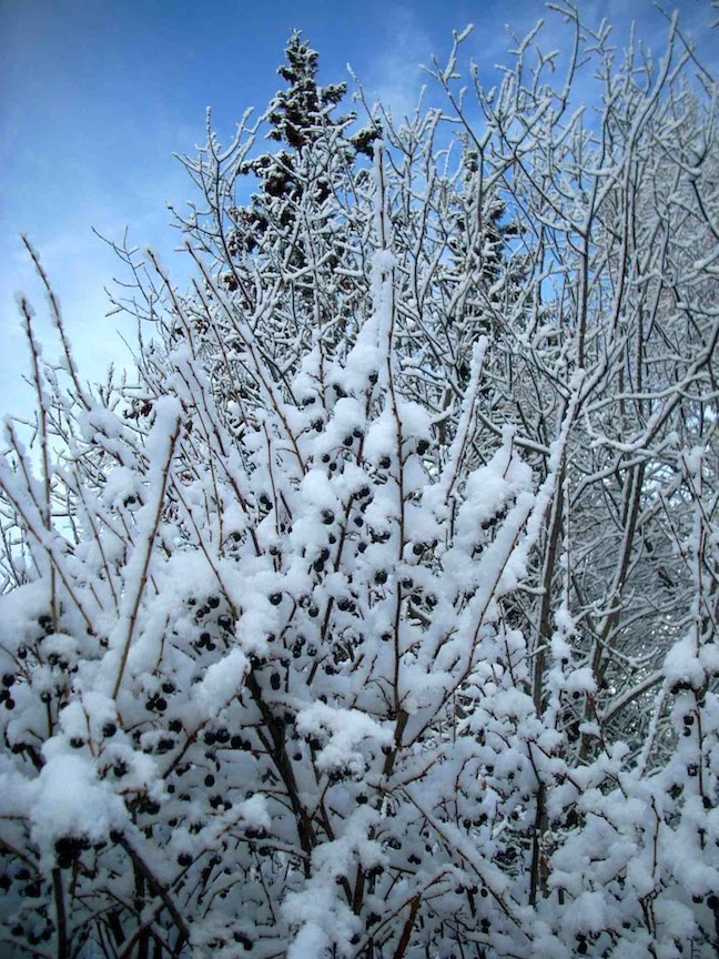 Progressive Alaska: Late October First Snowfall