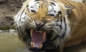 cute and fierce animals