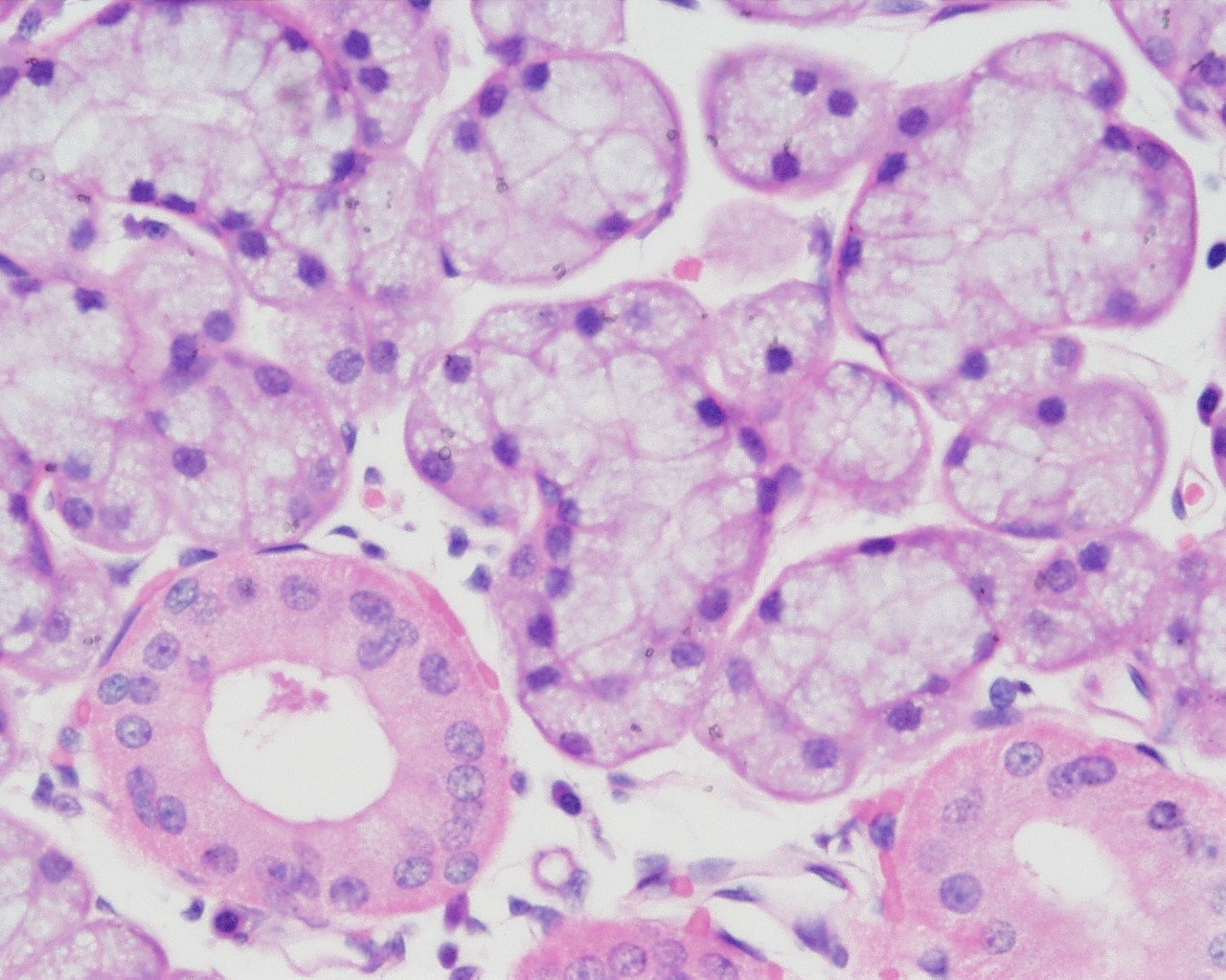 La Histoteca: Tejido epitelial GLANDULAR
