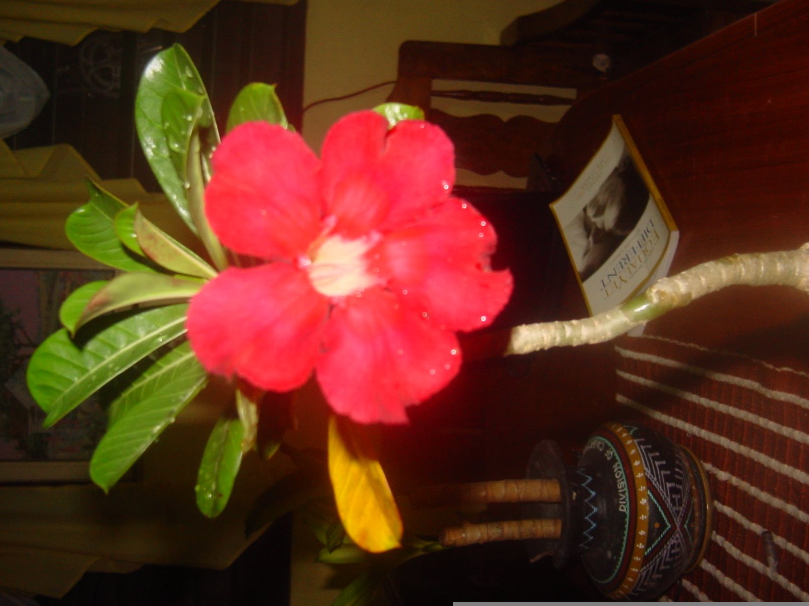Plants, Landscapes, Gardens: Bangkok Kalachuchi- Ruby Tuesday